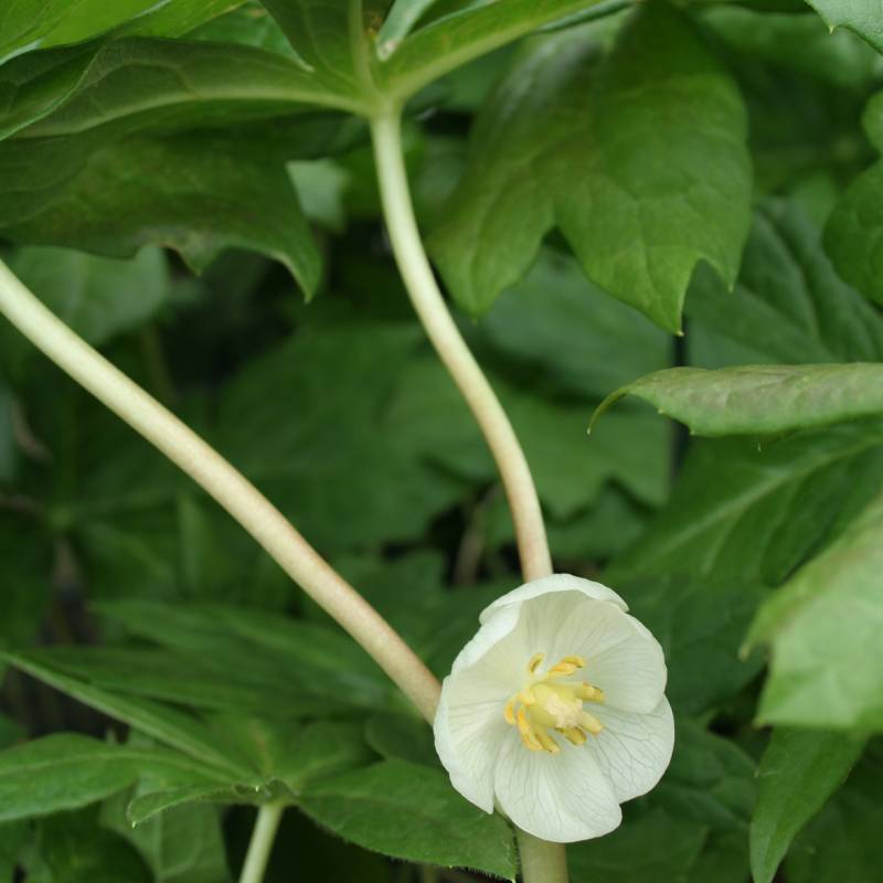 PODOPHYLLUM hexandrum