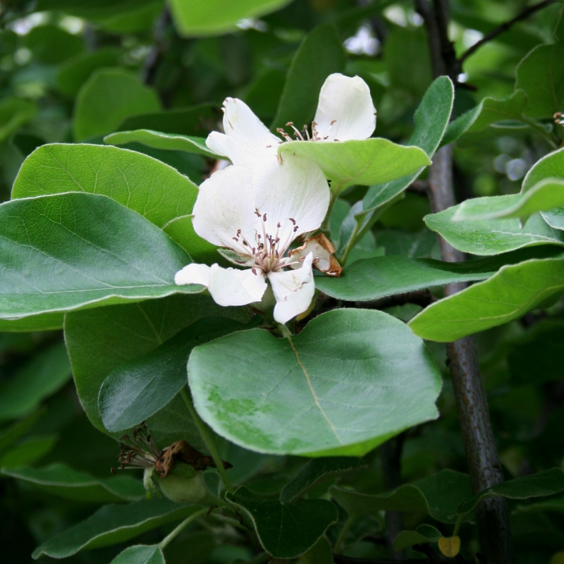 CYDONIA oblonga 'Leskovacka' HALFSTAM XL