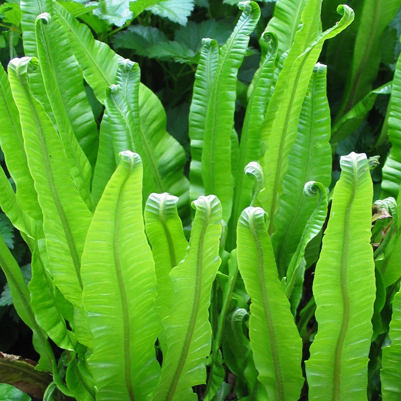 ASPLENIUM scolopendrium 'Angustifolia'