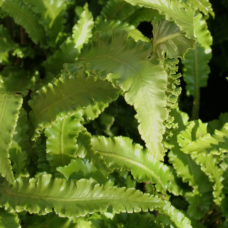 ASPLENIUM scolopendrium 'Angustifolia'