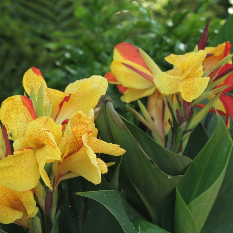 CANNA 'Cleopatra'