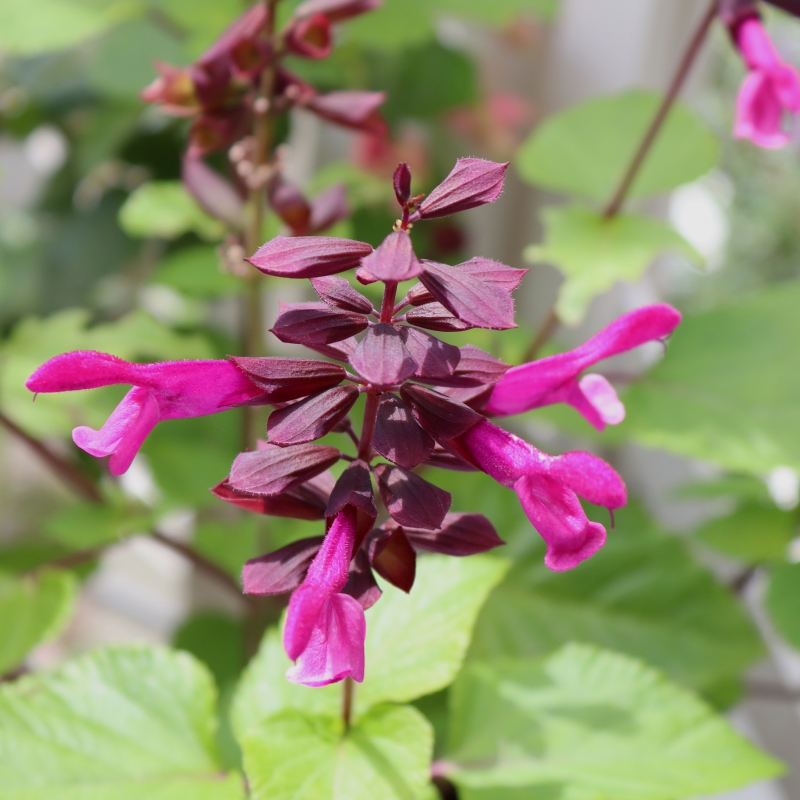SALVIA 'Rockin' Fuchsia'