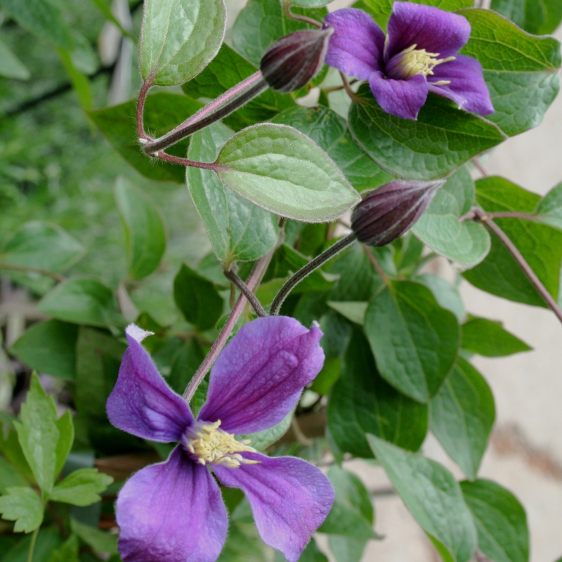CLEMATIS 'Arabella'