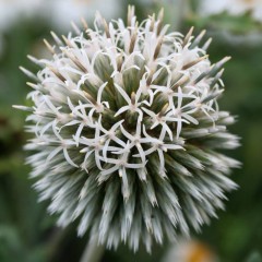 ECHINOPS bannaticus 'Star Frost'