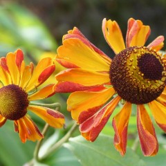 HELENIUM 'Rauchtopas'
