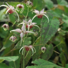 EPIMEDIUM 'Pink Champagne'