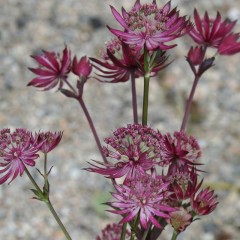 ASTRANTIA major 'Ruby Star'