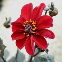 DAHLIA 'Happy Single Romeo'