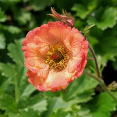 GEUM 'Nonna'