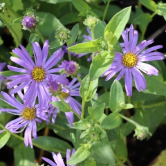ASTER thomsonii